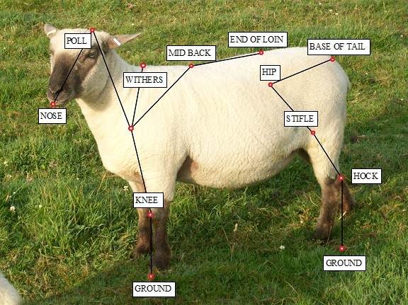 Dorset Down traits – Rampisham Hill Farm