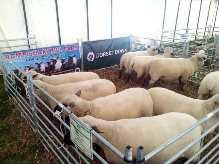 Dorset Down traits – Rampisham Hill Farm