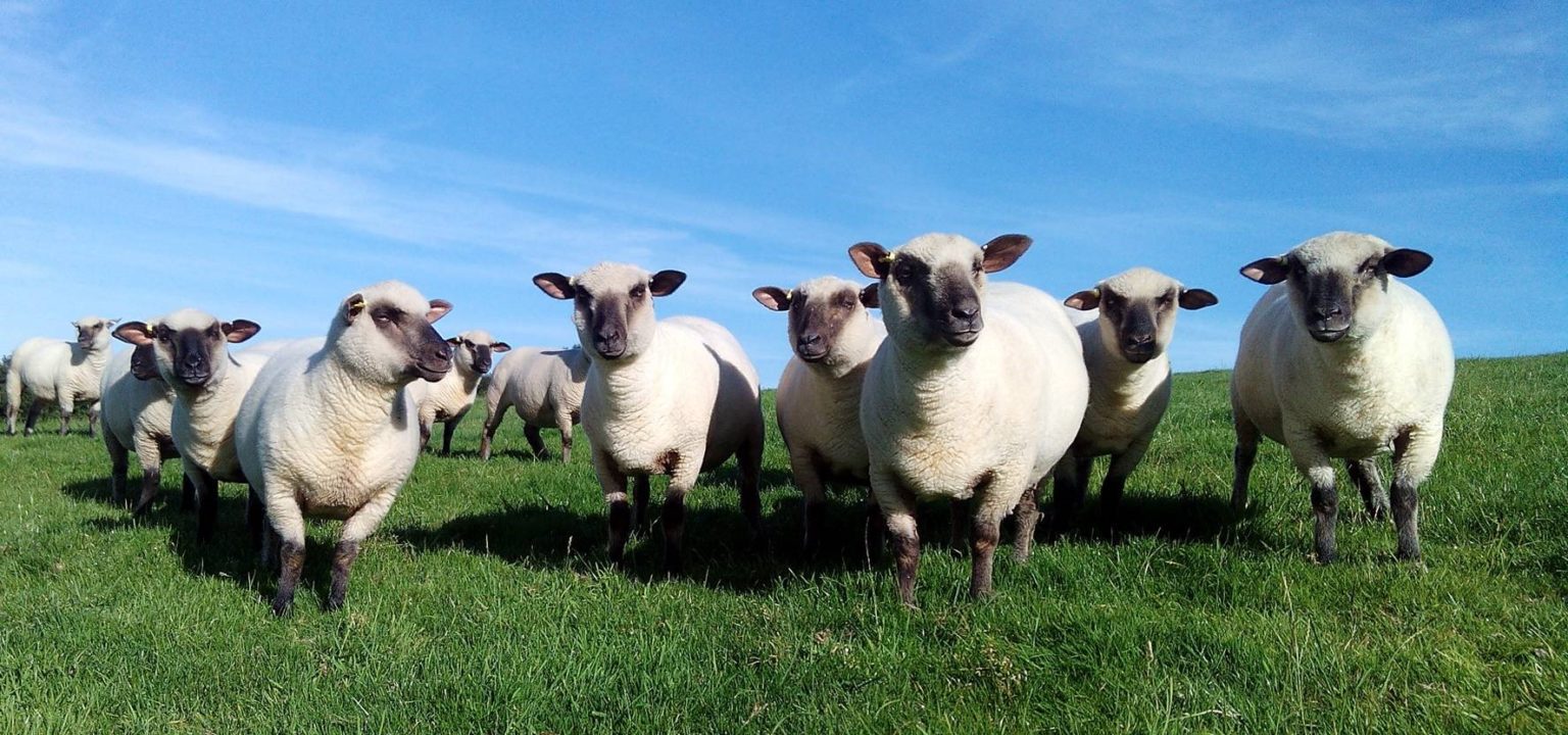 Pedigree Dorset Down Sheep Breeders – Rampisham Hill Farm